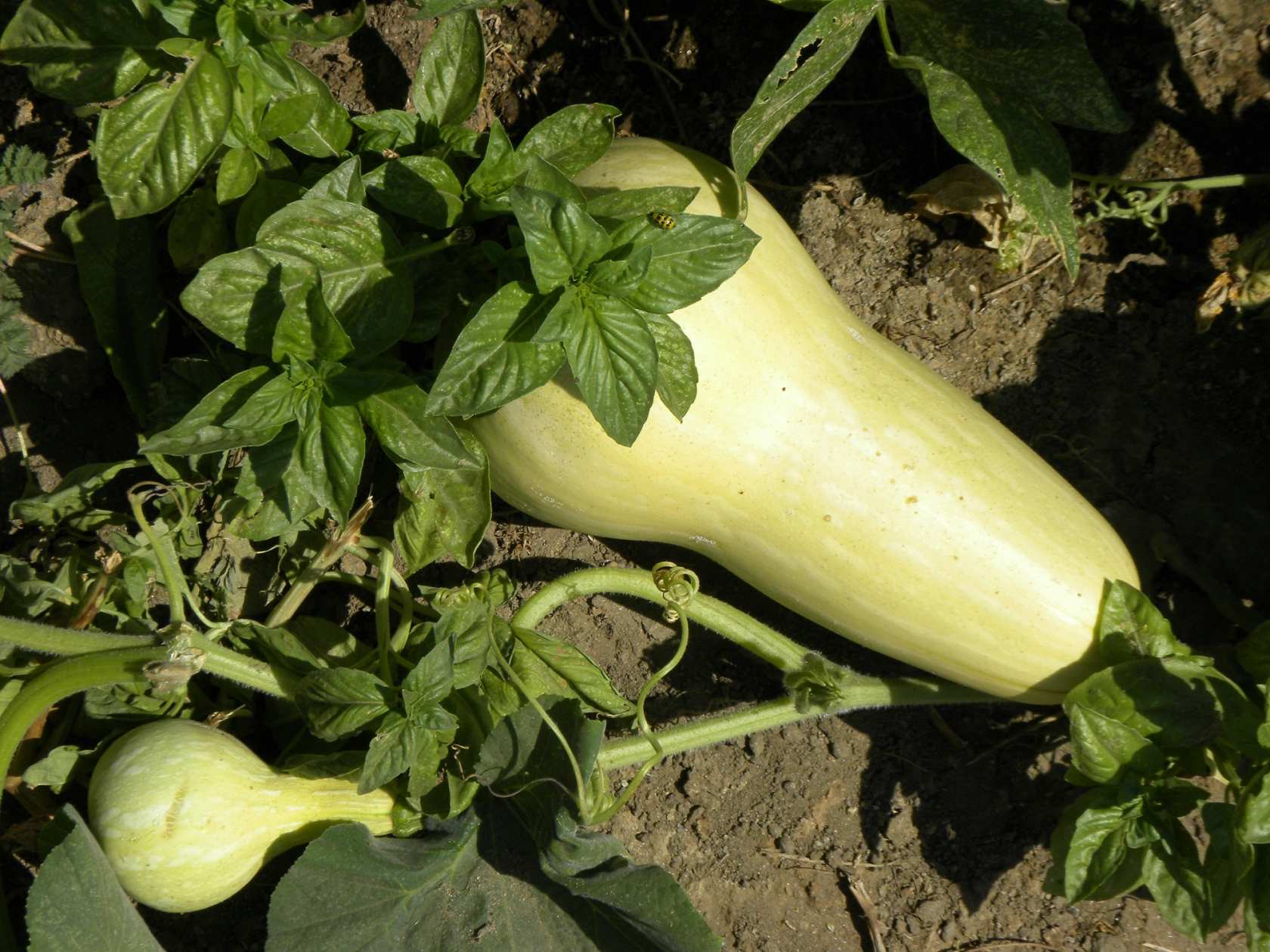 Blog – Sage Mountain Farm