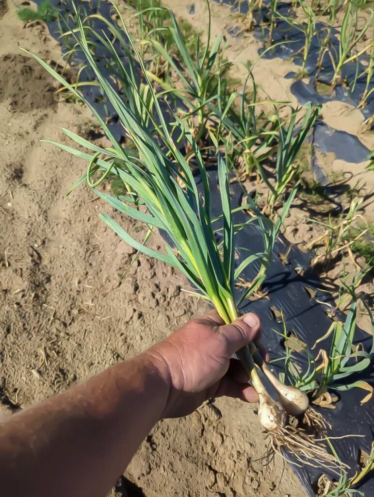 Green Garlic - Sage Mountain Farm