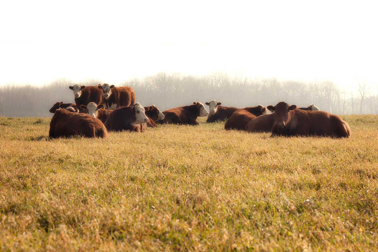 Beef Nutrition - Sage Mountain Farm